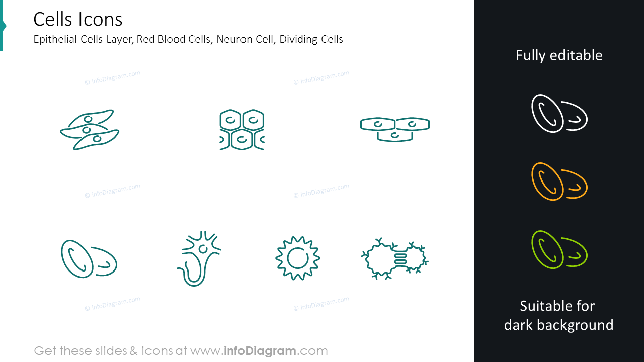 Cells icons: epithelial cells layer, red blood cells